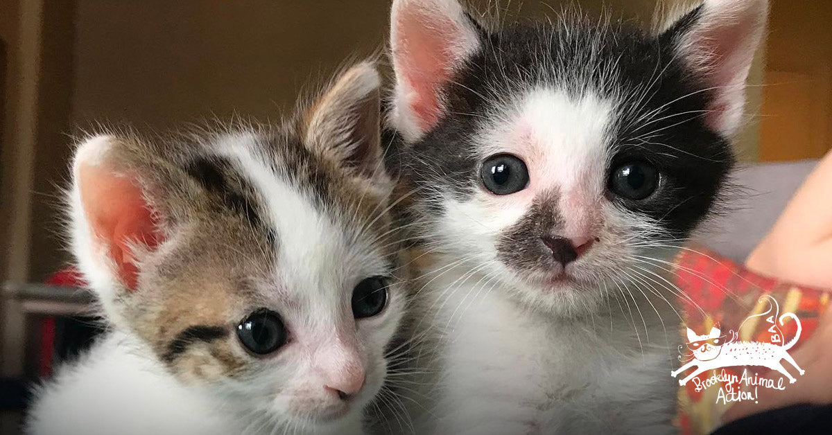 All Volunteer Organization Dedicated to Improving the Lives of Animals ...