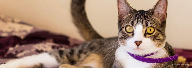 All Volunteer Organization Dedicated to Improving the Lives of Animals ...